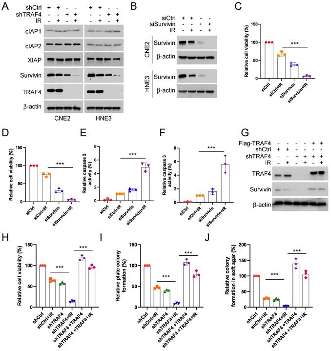 TRAF4 regulates ubiquitination-modulated survivin turnover and confers ...