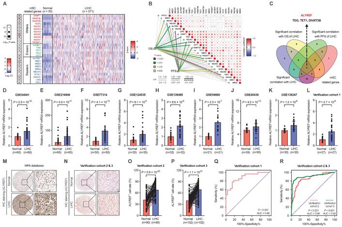 ALYREF-mediated RNA 5-Methylcytosine modification Promotes ...