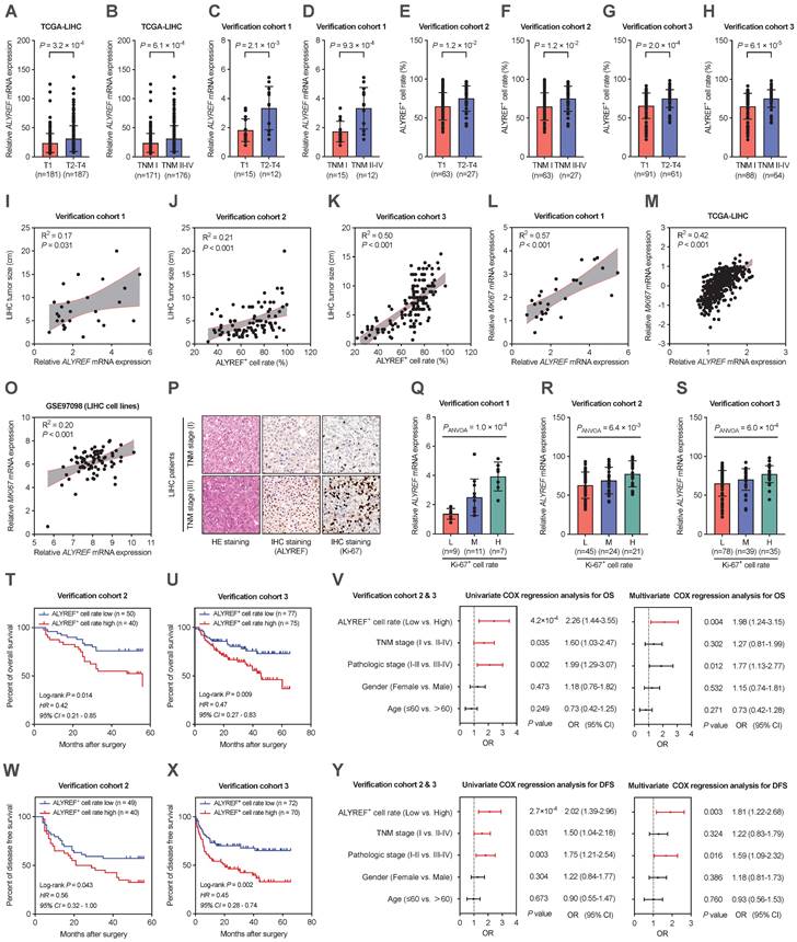 ALYREF-mediated RNA 5-Methylcytosine modification Promotes ...