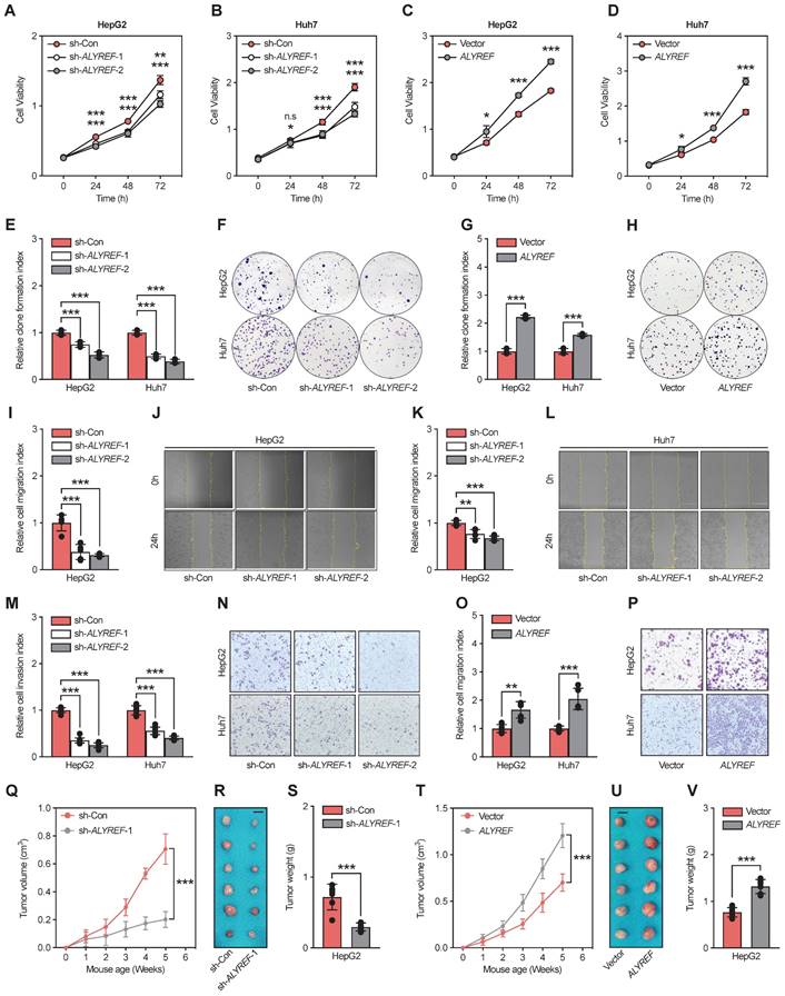 ALYREF-mediated RNA 5-Methylcytosine modification Promotes ...