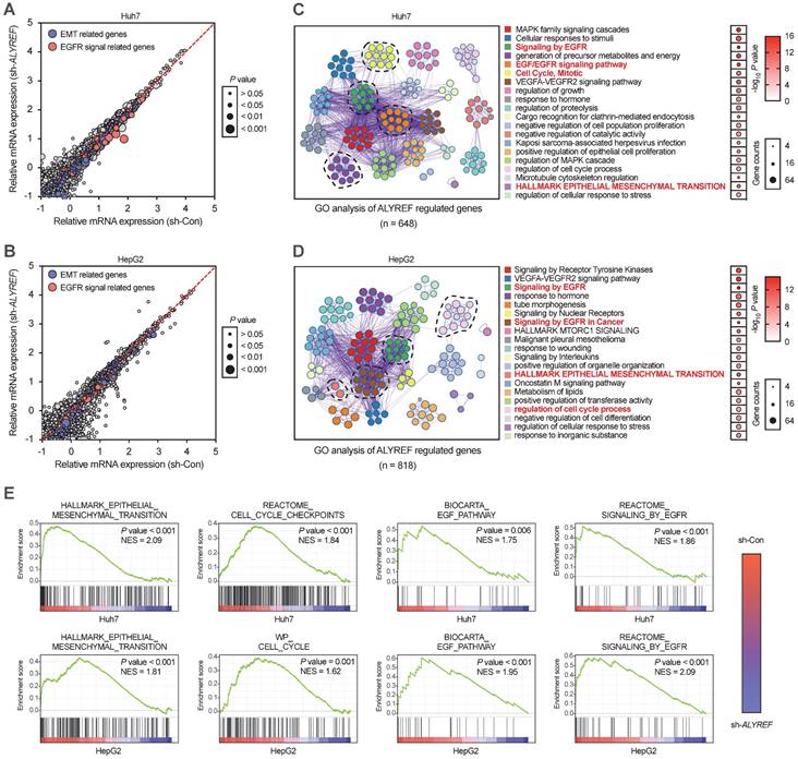 ALYREF-mediated RNA 5-Methylcytosine modification Promotes ...