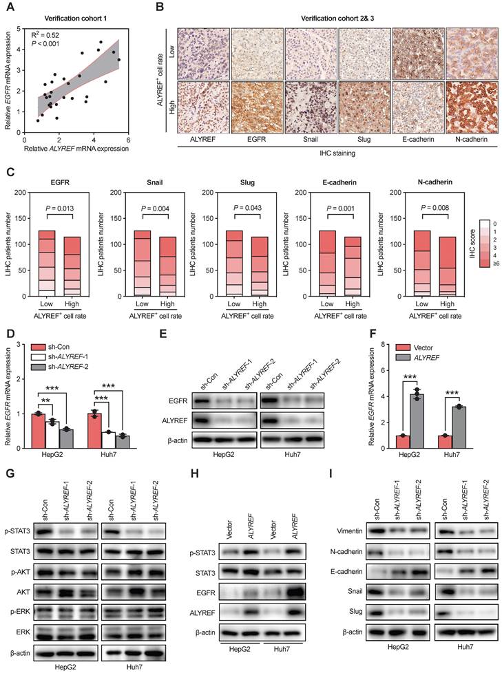 ALYREF-mediated RNA 5-Methylcytosine modification Promotes ...
