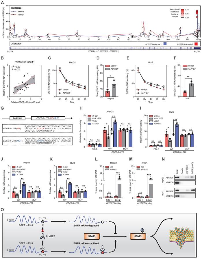 ALYREF-mediated RNA 5-Methylcytosine modification Promotes ...