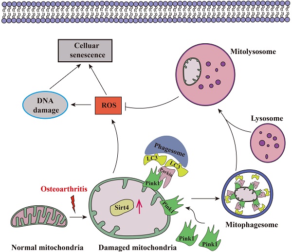 Volume 20, Issue 4 - ijbs