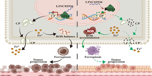 Volume 20, Issue 4 - ijbs