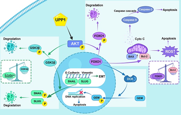 Volume 20, Issue 4 - ijbs