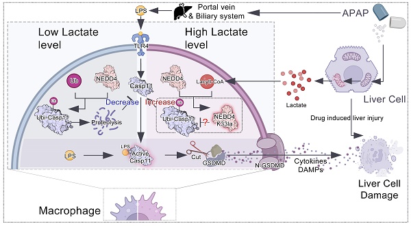 Volume 20, Issue 4 - ijbs