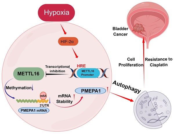 Volume 20, Issue 4 - ijbs
