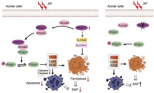 Volume 20, Issue 5 - ijbs