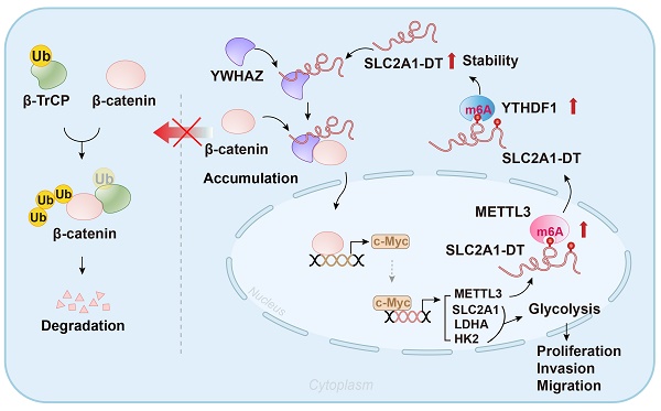 The m6A modification-mediated positive feedback between glycolytic ...