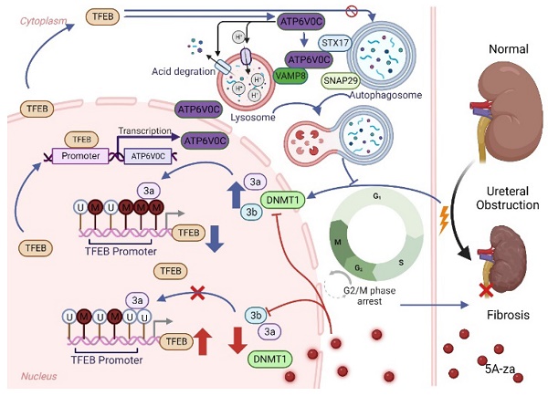 Volume 20, Issue 5 - ijbs