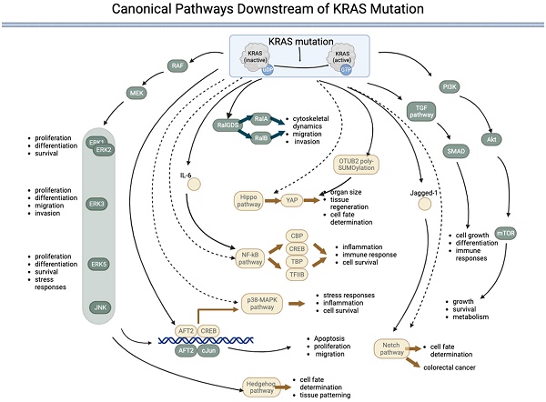 Impact of KRAS mutation on the tumor microenvironment in colorectal cancer