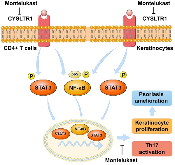 CYSLTR1 antagonist inhibits Th17 cell differentiation by regulating the ...