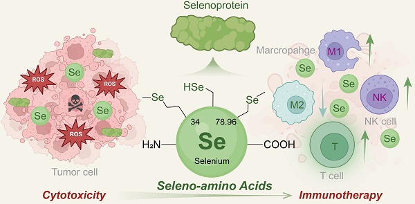 Seleno-amino Acid Metabolism Reshapes the Tumor Microenvironment: from ...