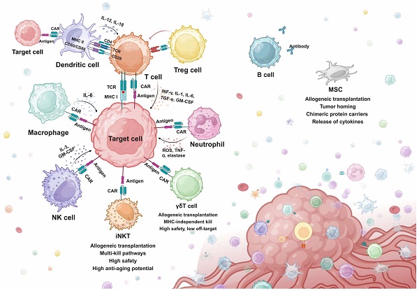 Synthetic Cells and Molecules in Cellular Immunotherapy