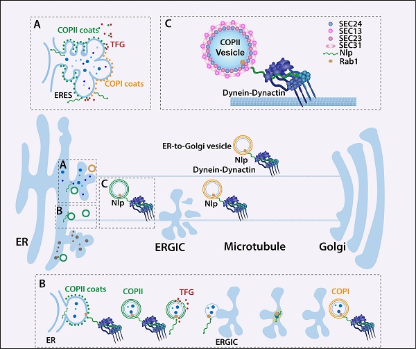 Golgi Apparaat Stripverhaal Endoplasmatisch Reticulum | Cel