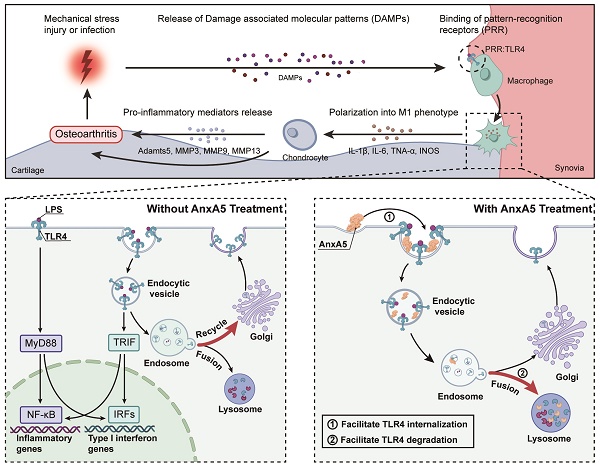 Annexin A5 Derived from Cell-free Fat Extract Attenuates Osteoarthritis ...