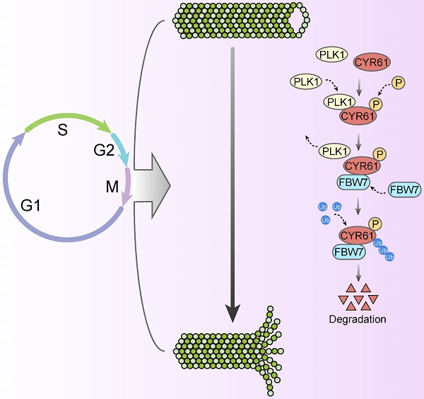 CYR61 Acts as an Intracellular Microtubule-Associated Protein and ...