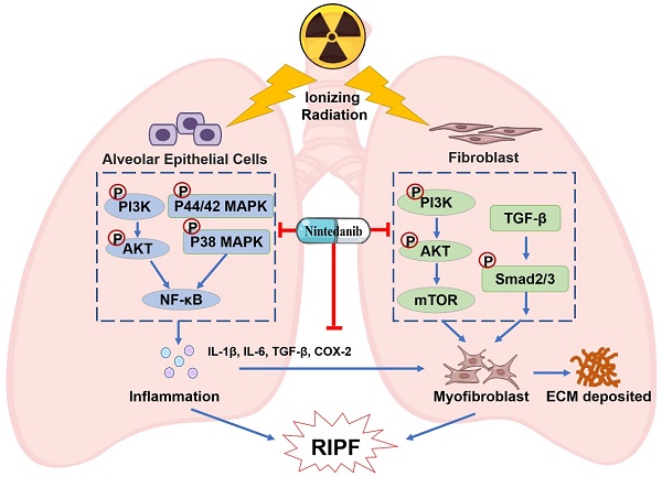 Nintedanib Mitigates Radiation-Induced Pulmonary Fibrosis by ...