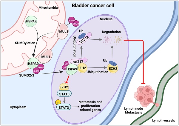 SUMO E3 ligase MUL1 inhibits lymph node metastasis of bladder cancer by ...