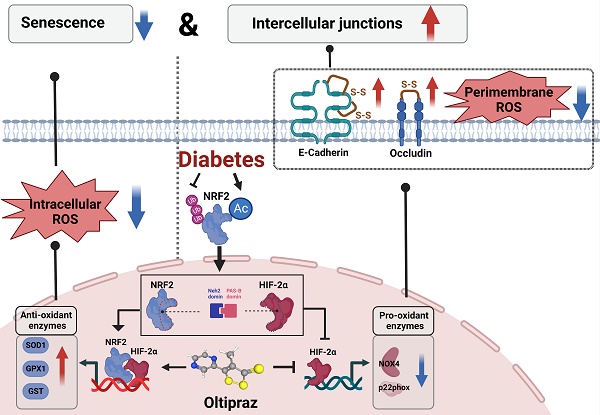 NRF2-HIF2α Signaling Attenuates Endothelial Cell Senescence and ...
